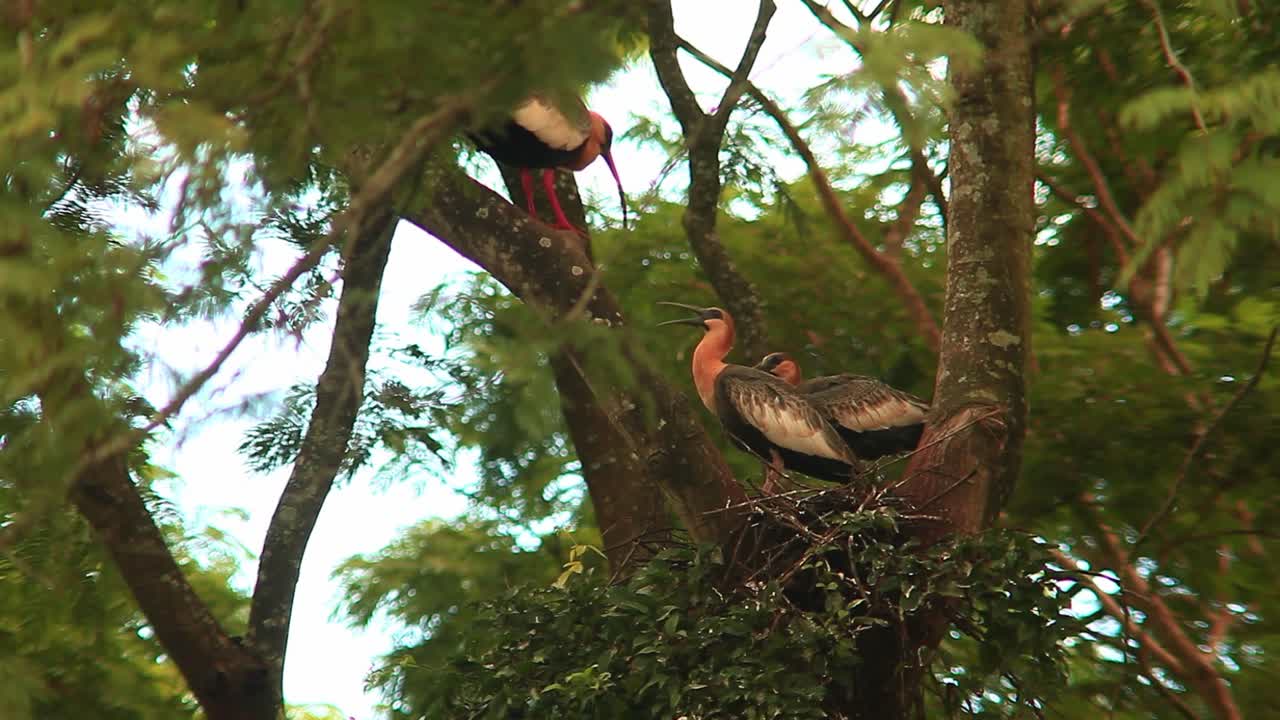 Premium stock video - Angry buff necked ibis fighting in nest