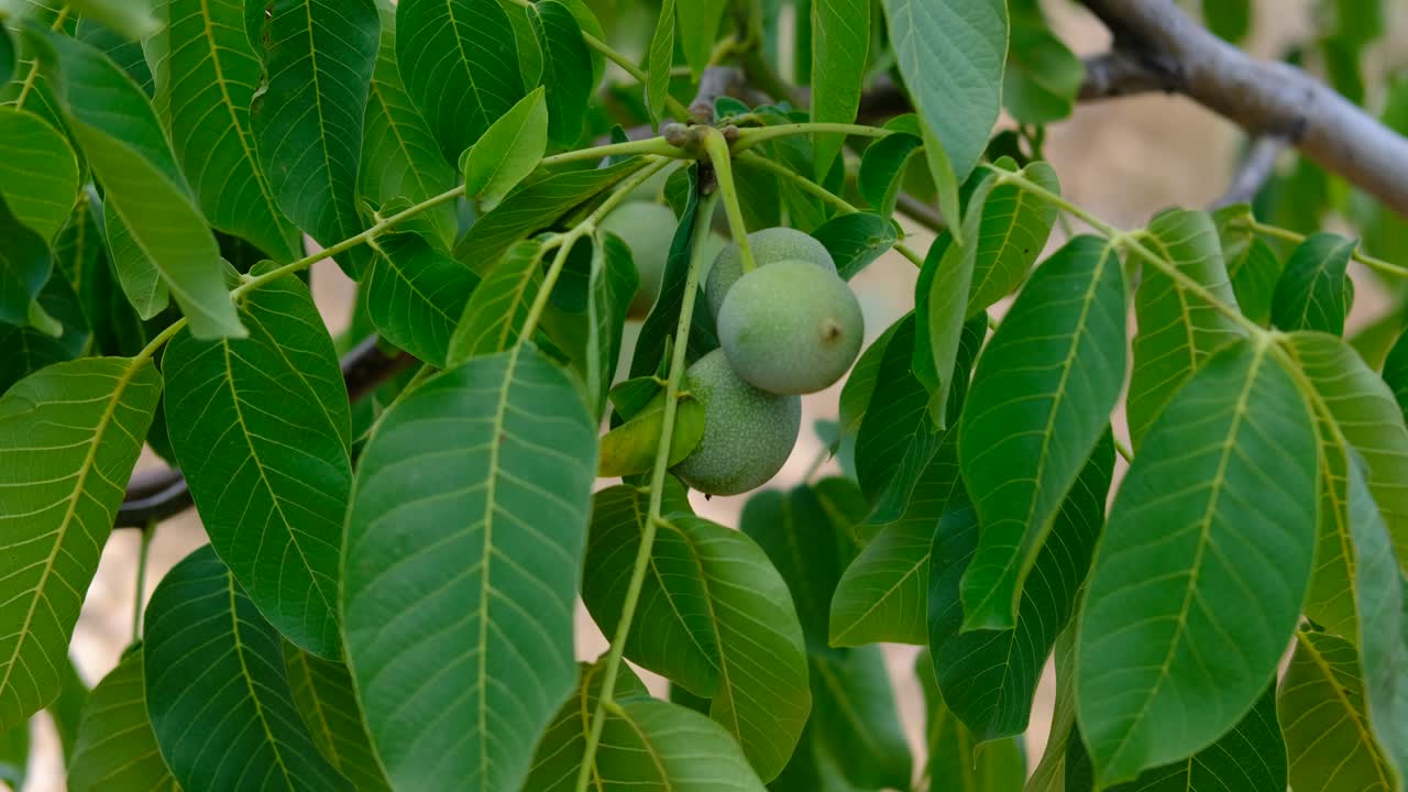 Premium stock video - Green walnuts tree garden