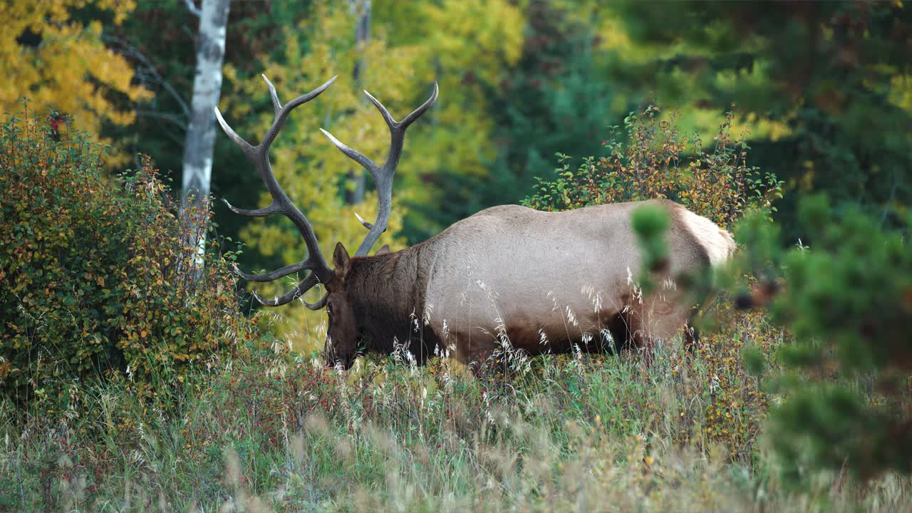 Premium stock video - Majestic bull elk forages for berries among ...