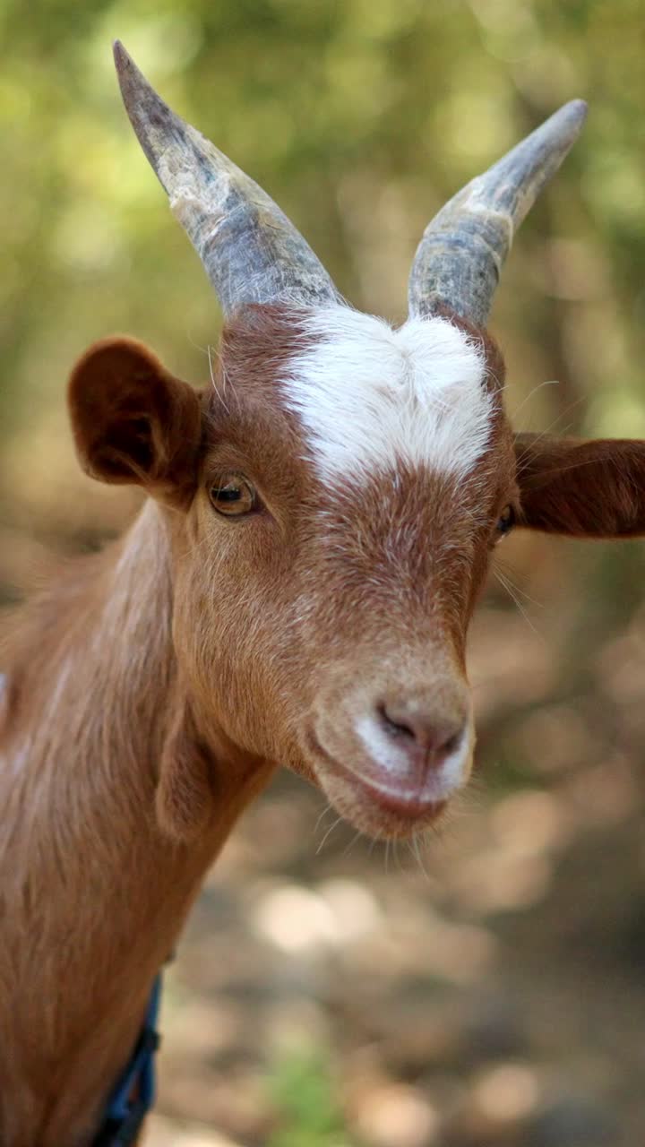 Close-up of a Brown Goat with White Patch and Horns Looking at Camera ...