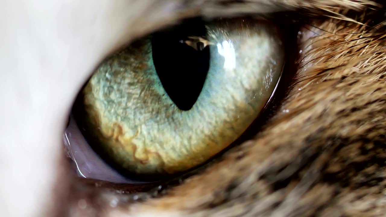 En gros, les chats ont une contraction de l'iris de l'œil, des ...