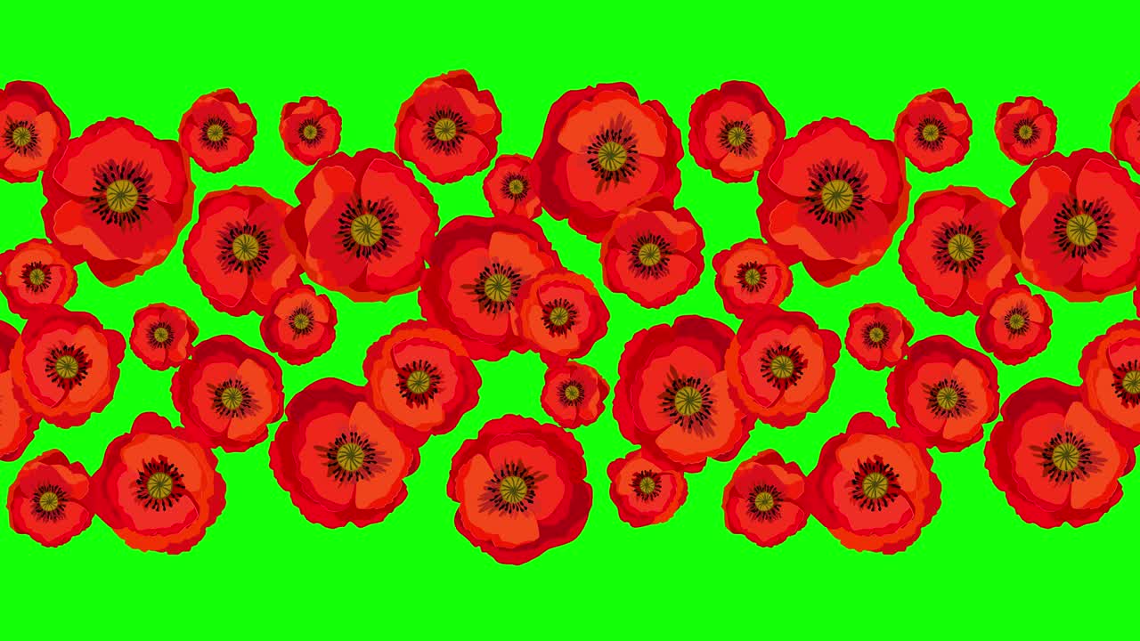 Animation seamless loop pattern with red poppies. Bright flowers ...