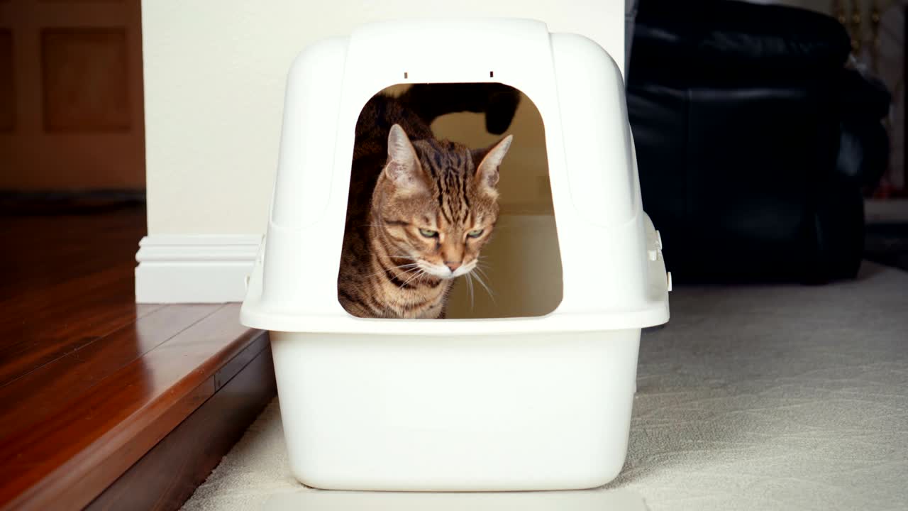 4K Cat using litter box | Premium Stock Video Footage