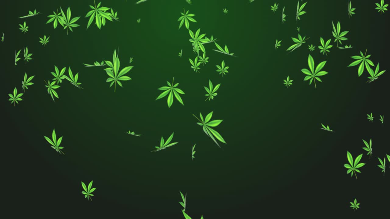 4k weed cannabis drug leaves rain falling loop animation green screen ...