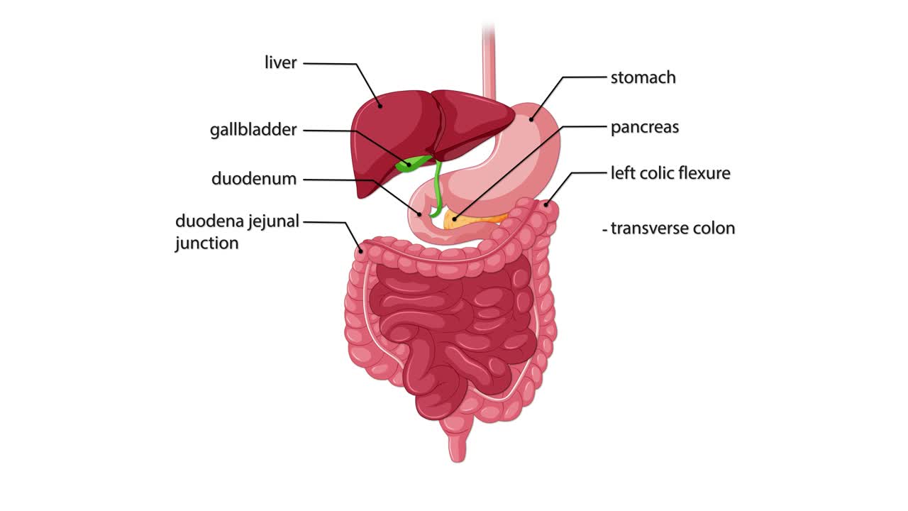 Animated diagram sequentially labels major organs and structures of the ...