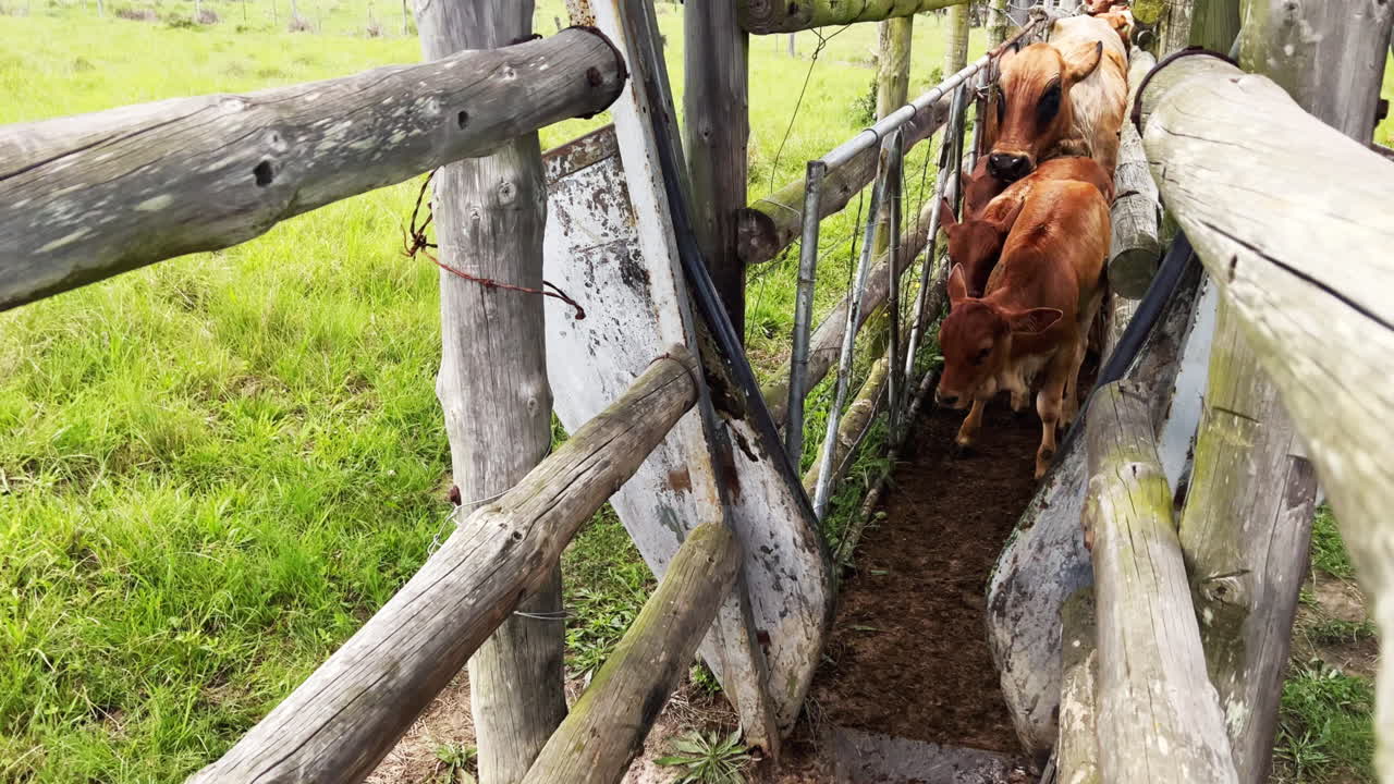 Witness the swift and precise cattle sorting process on the farm as ...