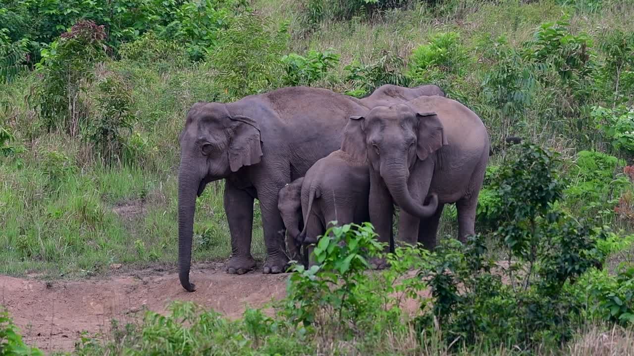 Vidéo de stock Premium - Les éléphants d'asie sont des espèces en voie ...