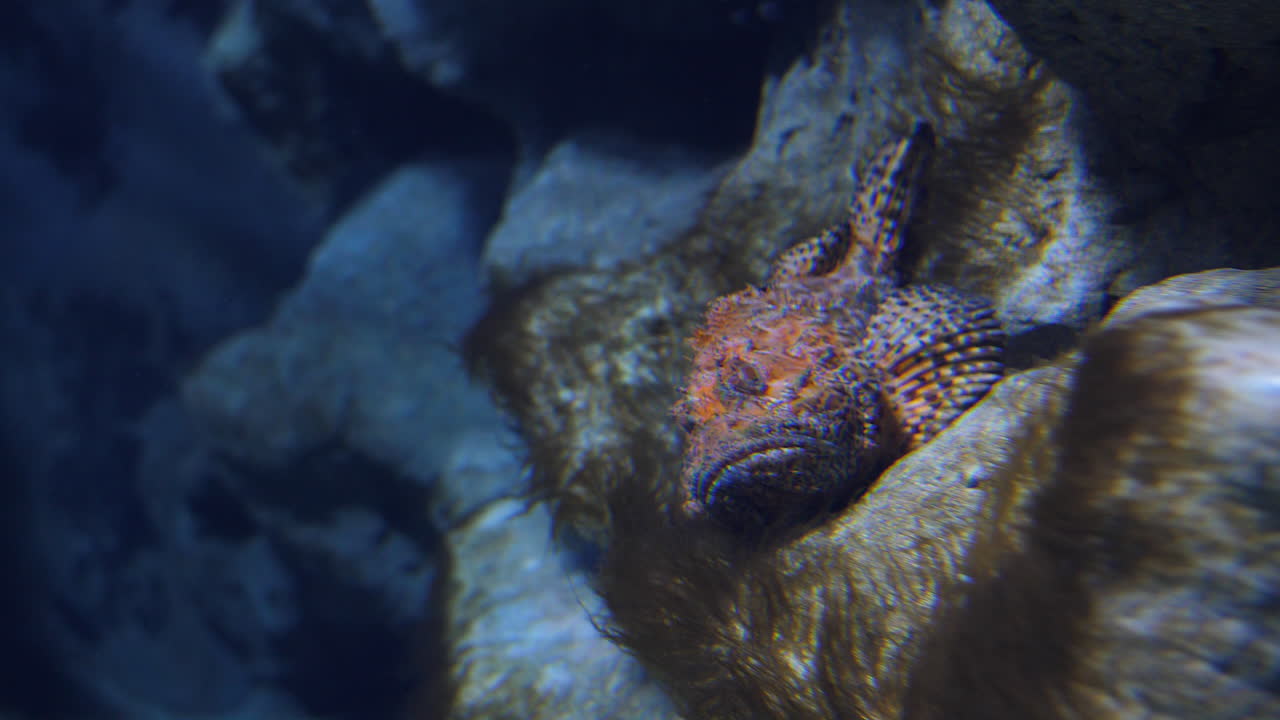 Red scorpionfish, bigscale scorpionfish, large-scaled scorpion fish or ...