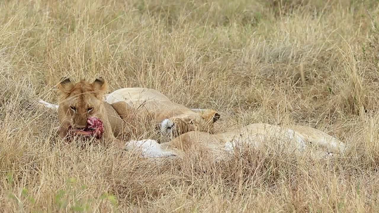 Premium stock video - Cute african lions relax and roll over after big ...