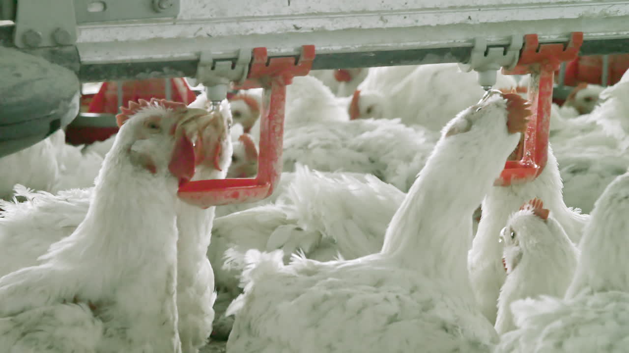 Premium stock video - Modern chicken farm in latin america, poultry