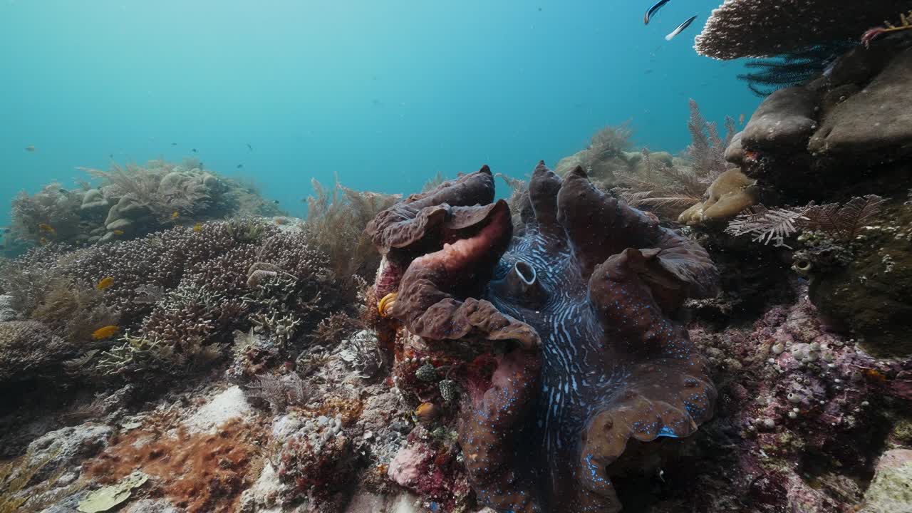 Giant Clam And Vibrant Coral Reef Shot Scuba Diving In Raja Ampat In ...