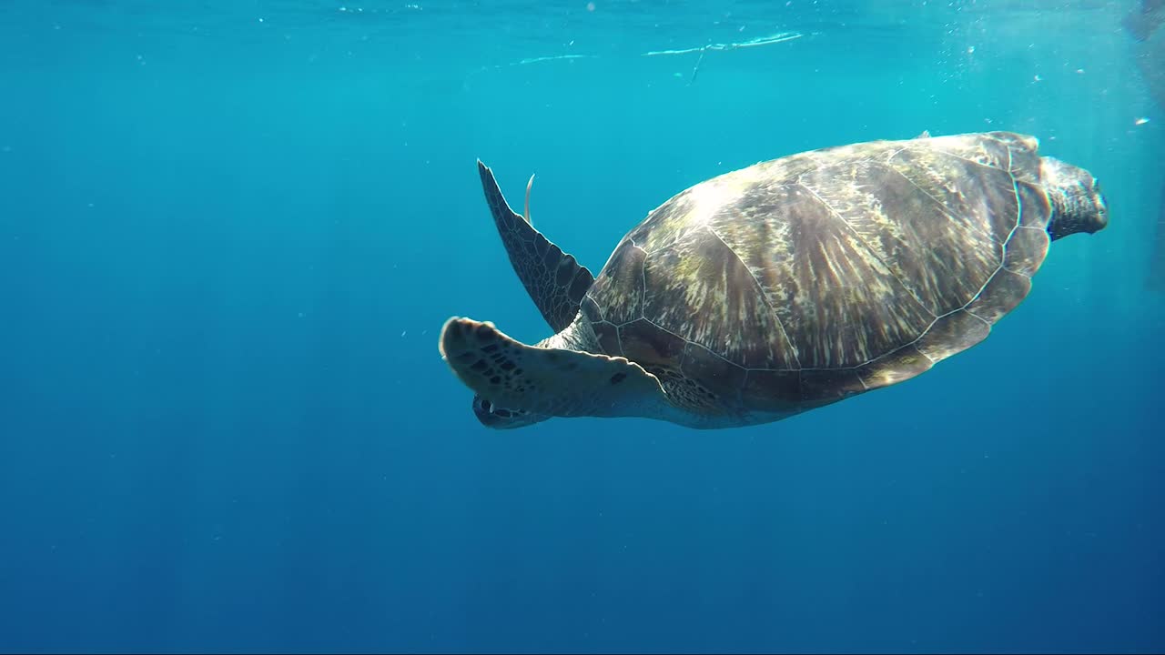 Premium stock video - Turtle eats on surface then ducks down and swims away