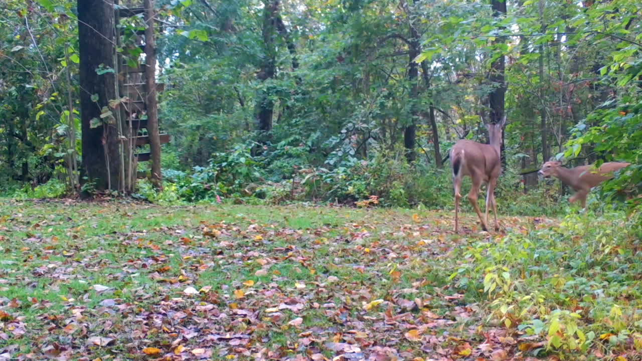 Three Whitetail Deer Slowly Move Thru A Clearing In The Woods With A ...