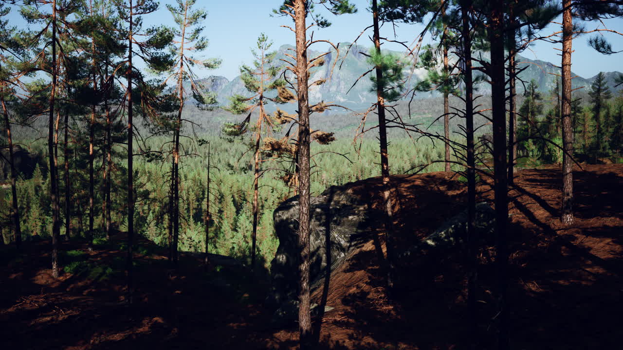 Free stock video - Beautiful remote evergreen forest in mountain