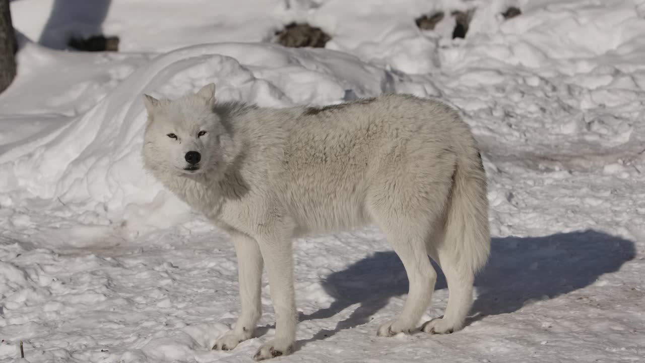 Arctic Wolf Sniffing Ther Air Aware Of Camera Free Stock Video Footage ...