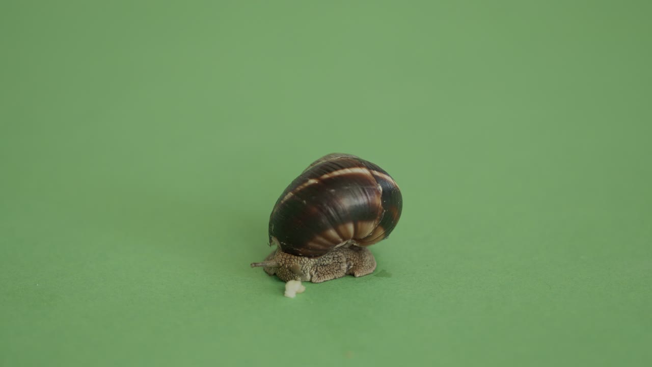 Snail on a green screen | Premium Stock Video Footage
