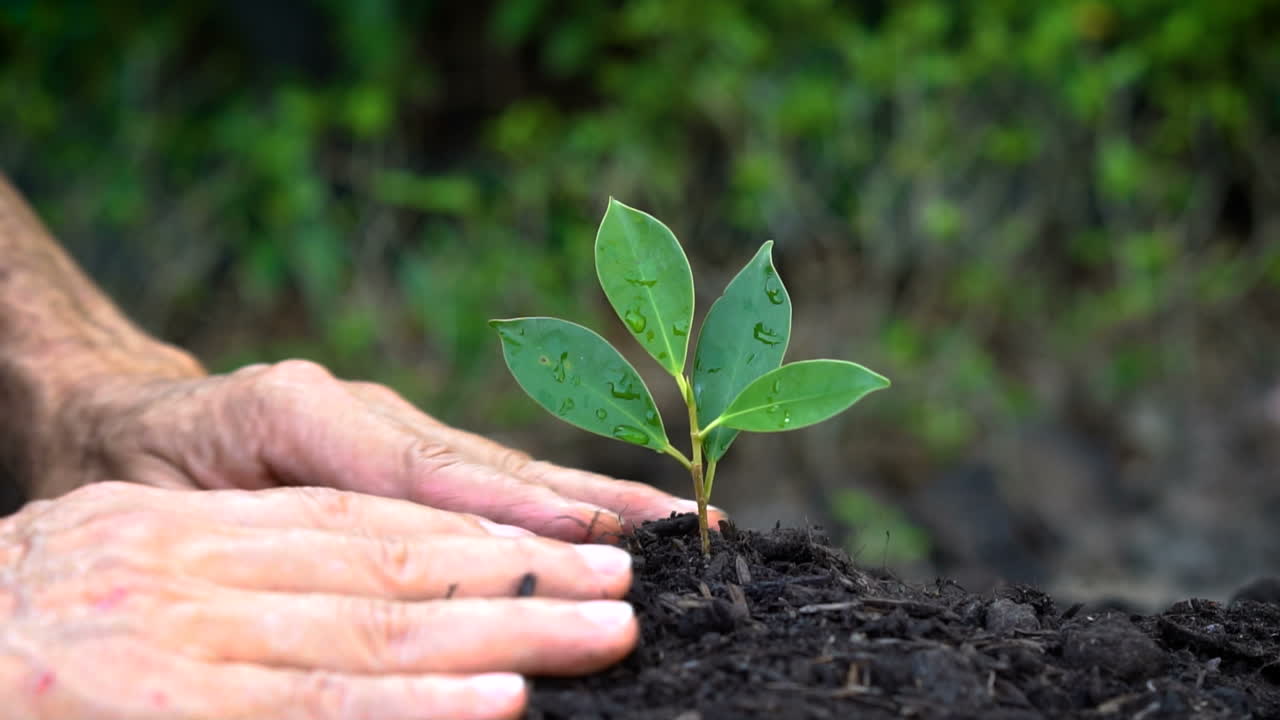 Senior hand growing, caring a young tree sprout. Premium Stock Video ...