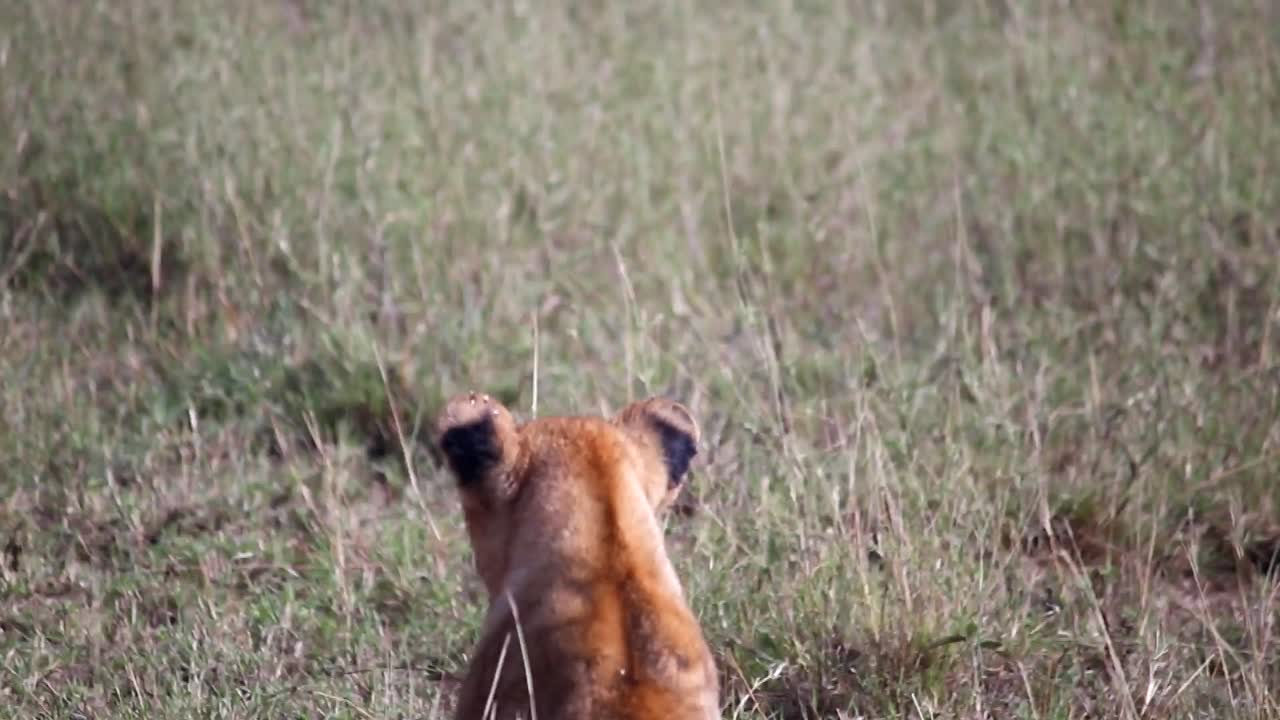 Steady Shot Of A Lion Cub From Behind, Tweaking Ears In Tall Grass Free ...