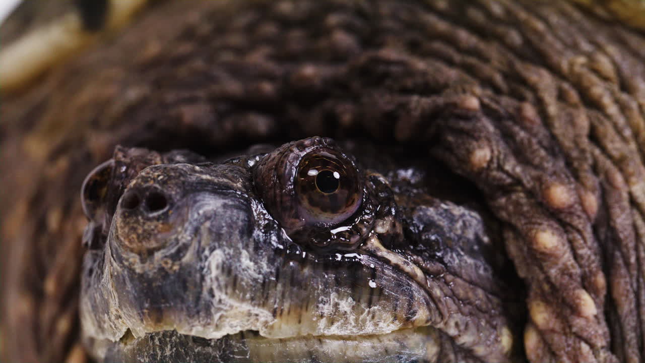 Premium stock video - Macro close up of snapping turtle eye