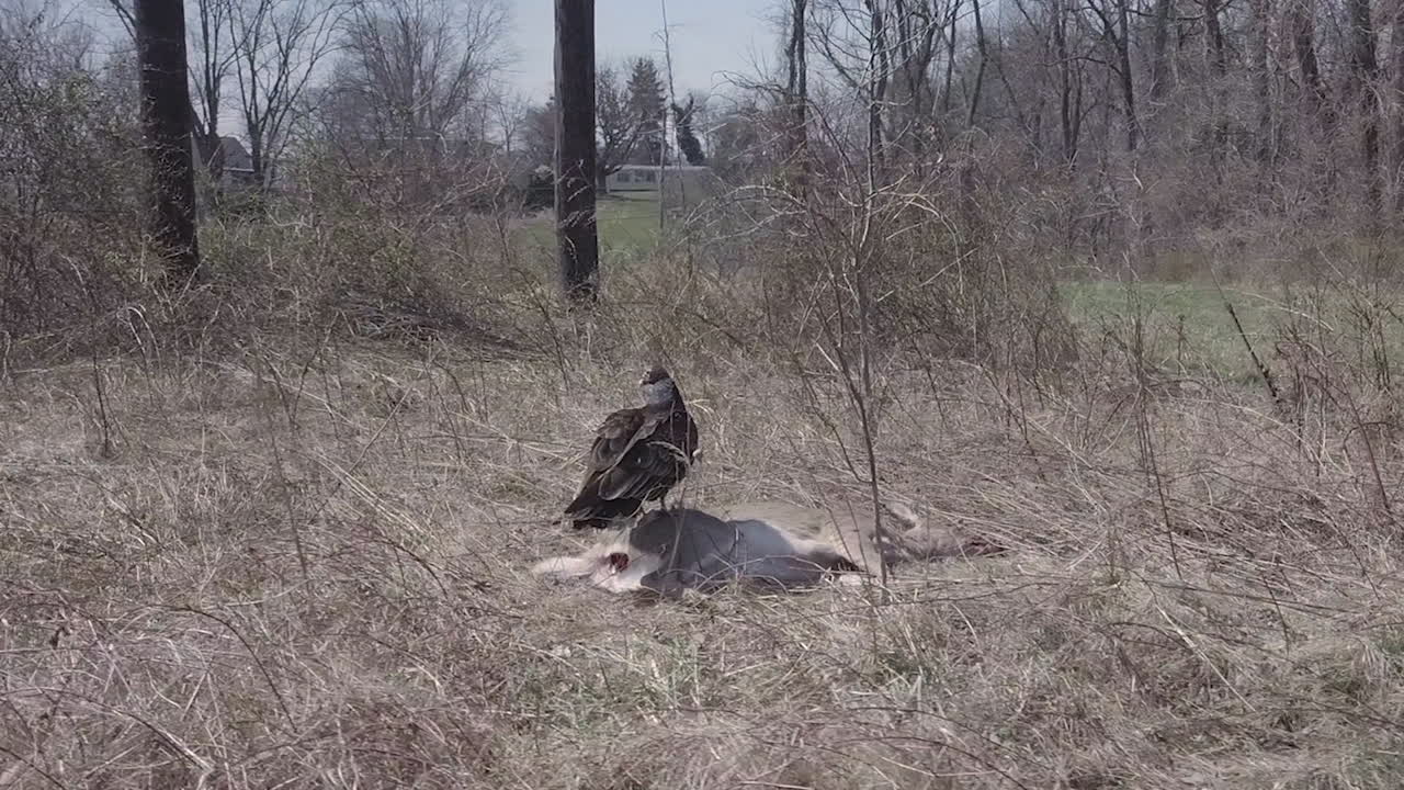 Premium stock video - Turkey vulture attacking its prey tracking shot