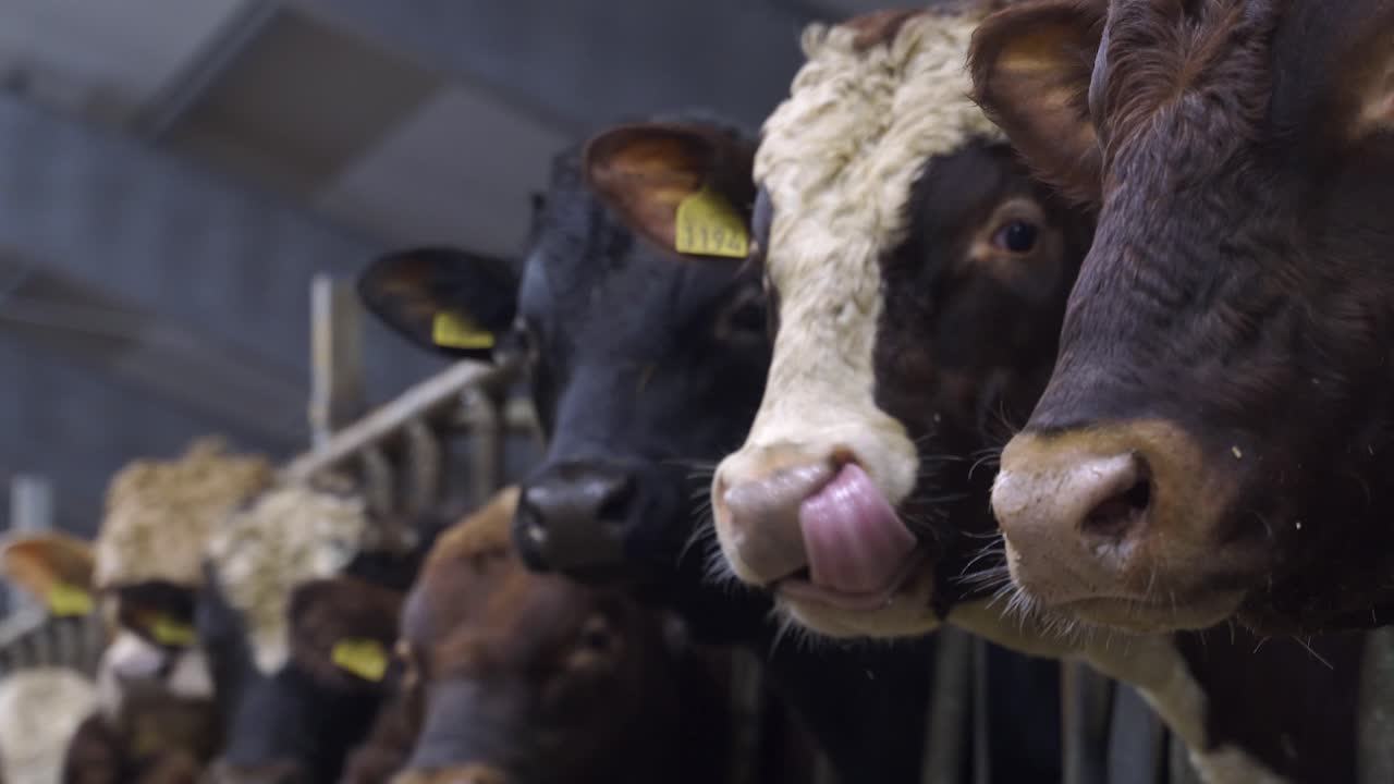 Different Norwegian Red Oxen Inside Indoor Barn Looking Into Camera ...