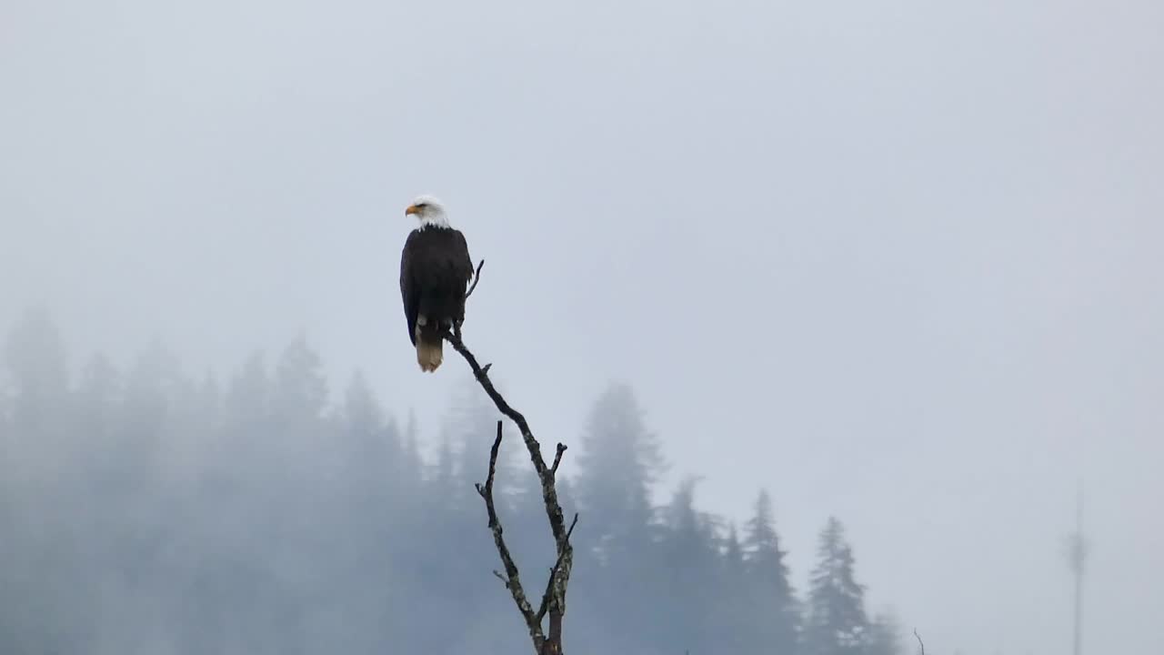 Premium stock video - Bald eagle perched on a tree top with tress and ...