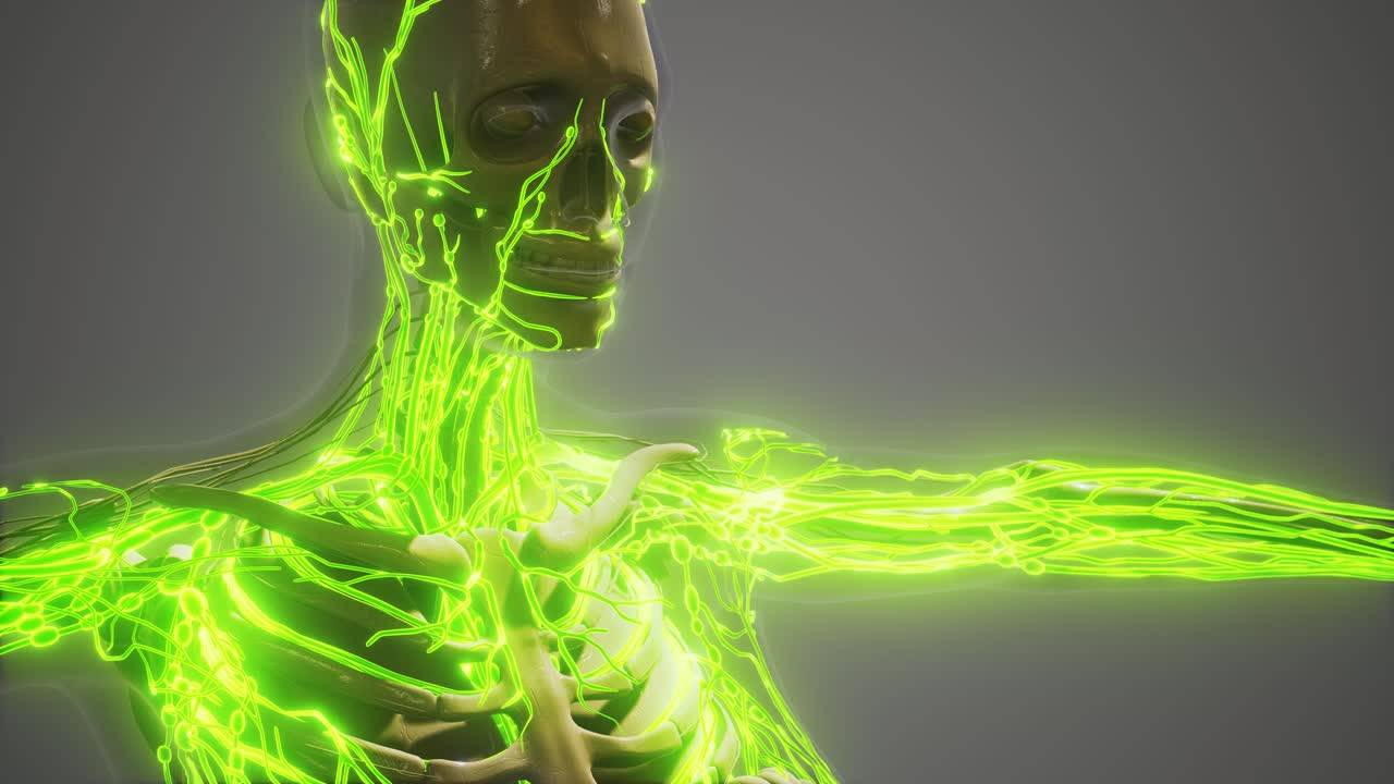 Science Anatomy Of Human Blood Vessels Free Stock Video Footage ...