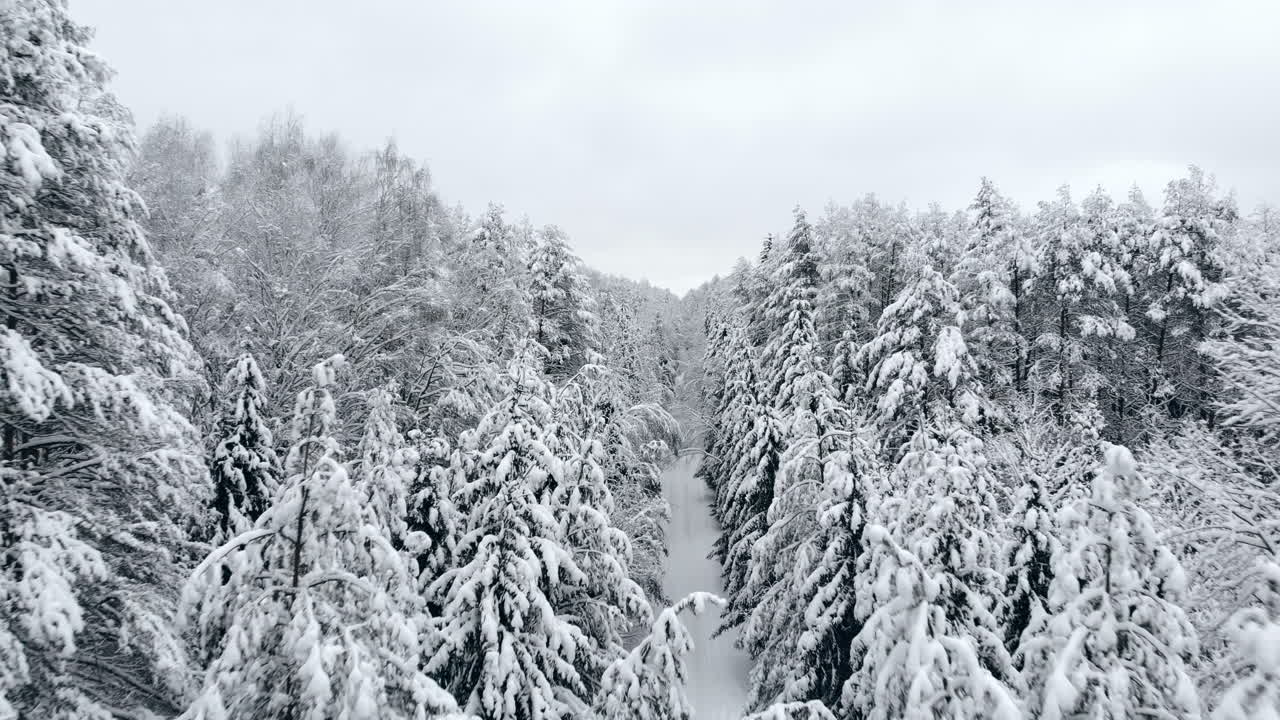 The Aerial Camera Flies Over Samnam Pine Forest In Snow Front View A ...