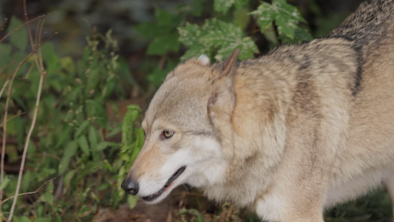 Wolf (Canis Lupus), Also Known As The Gray Wolf Is The Largest Extant ...