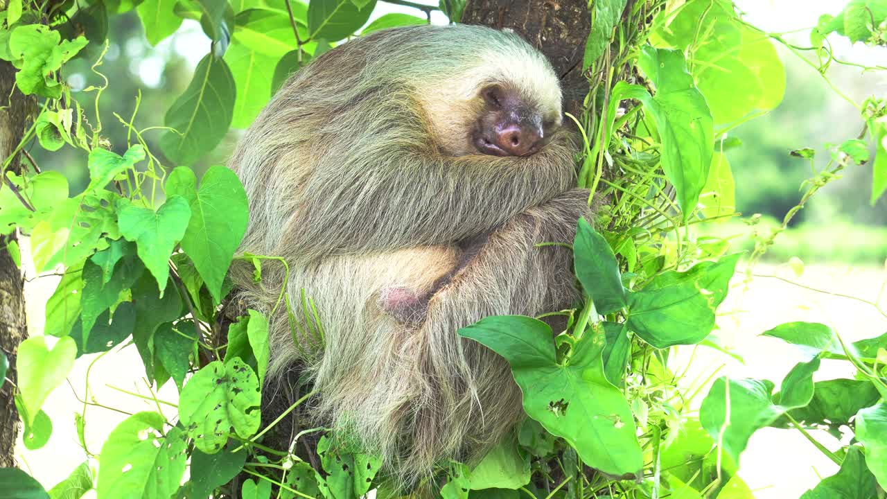 A sleeping sloth , hugged to a tree, eyes closed, a gentle wind shaking ...