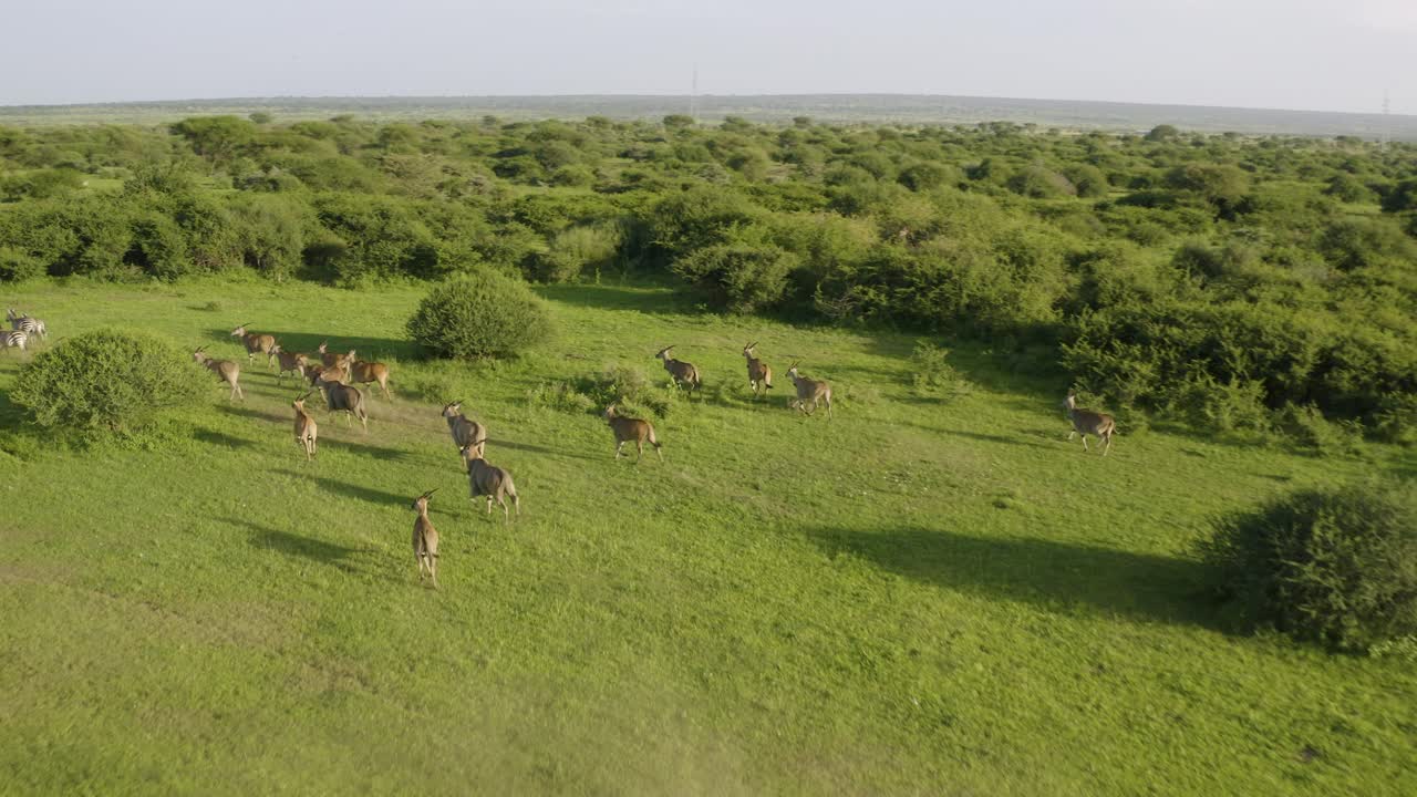 Antelope Running Away In African Plains, Kicking Up Dirt And Flocking ...