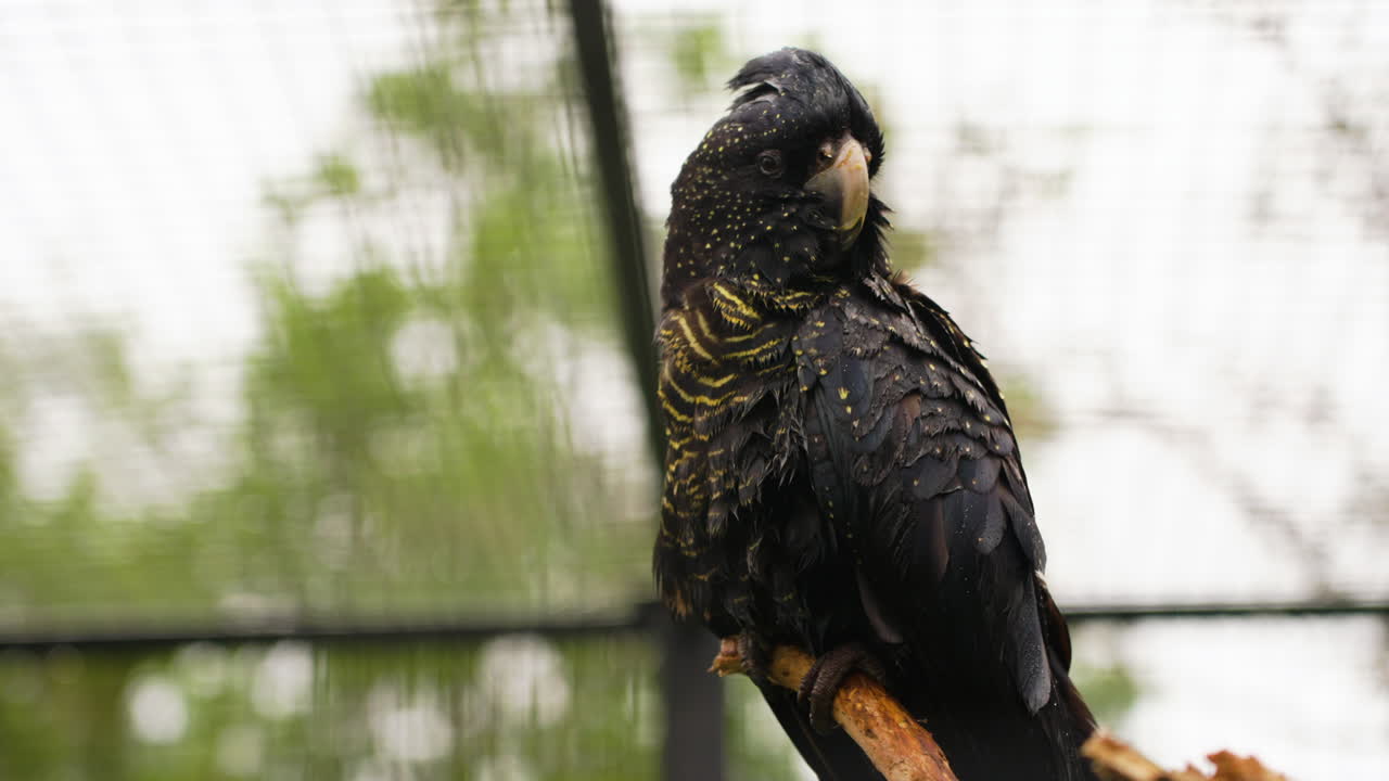 Slow motion shot of a Red-tailed black cockatoo perched on a platform ...
