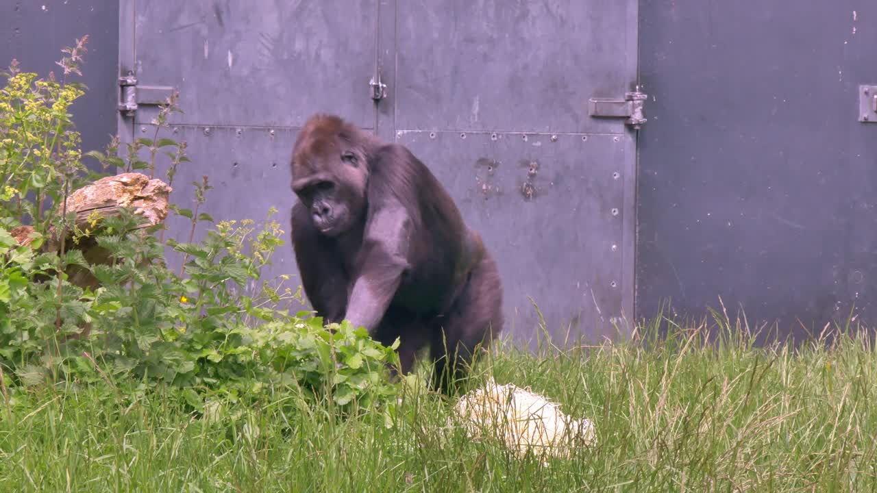 Premium stock video - Dublin zoo western lowland gorilla walks roaming ...