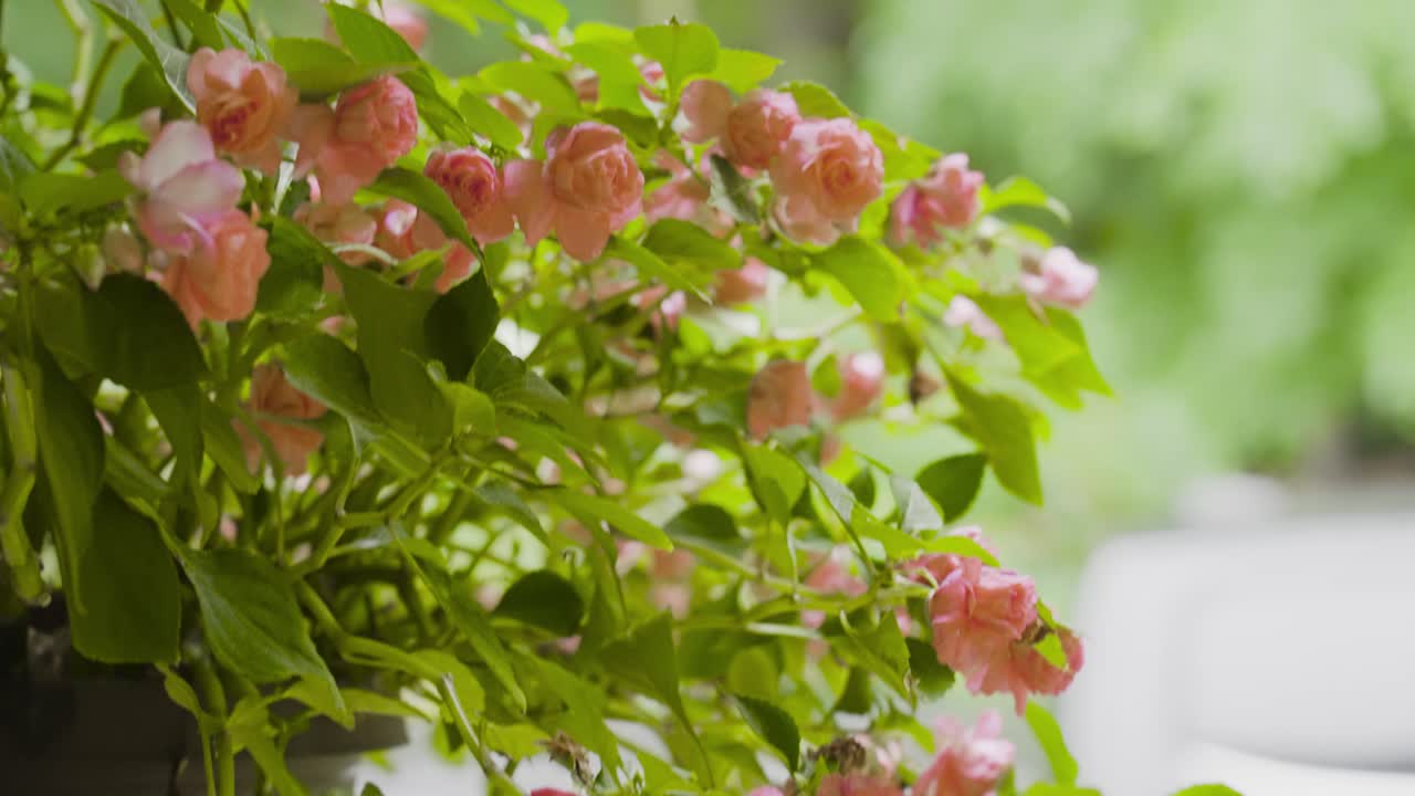 A flower basket of pink roses moving and choppy camera movement Premium ...