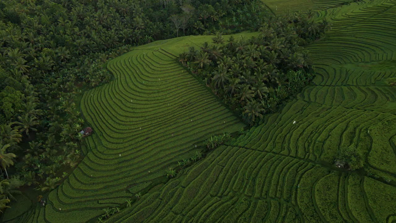 Bird's Eye View Of Green Terraced Rice Fields In Bali, Indonesia Free ...