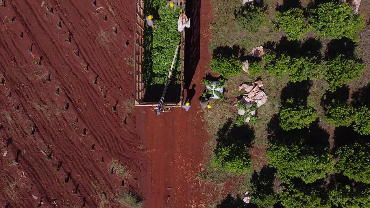 Cinematic aerial top-down shot of yerba mate collecting truck and field ...
