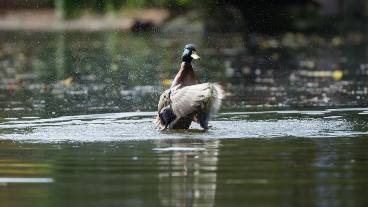Mallard Duck Flapping Wings After Bathing In Water - Slow Motion Free ...
