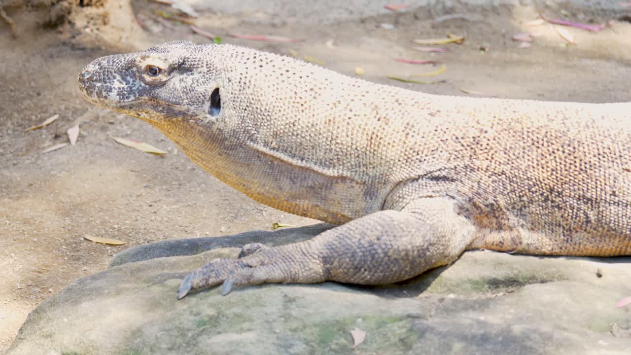 Slow motion animal lizard komodo dragon reptile basking in sun sydney ...