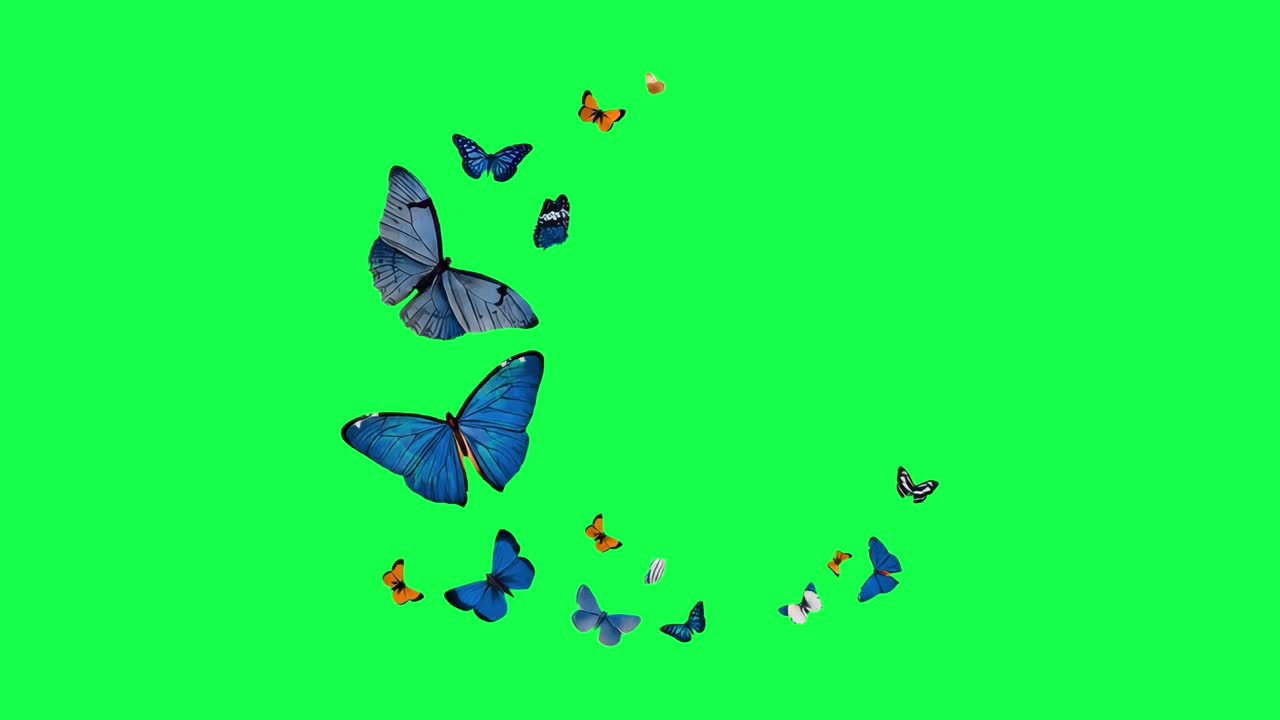 Colorful butterflies animation, transparent 4K video, green screen ...