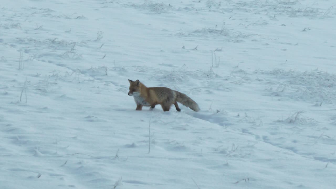 Slomo Of Orange Fox Running In White Snow And Stopping, Following Pan ...