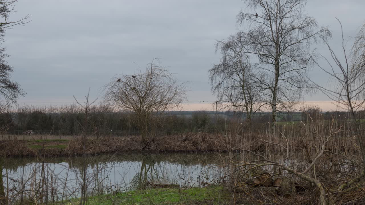 Sunrise Over A Pond In The Distance, Trees With Ravens And Crows Free ...