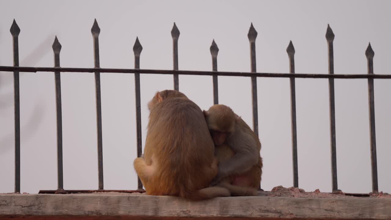Monkeys sitting on wall resting, baby monkey approaching Premium Stock ...
