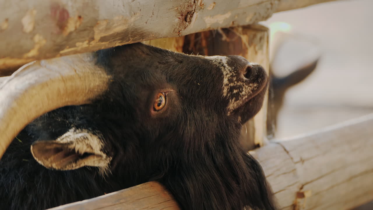 The Child Gives A Treat To A Cool Black Goat Who Sticks His Head ...