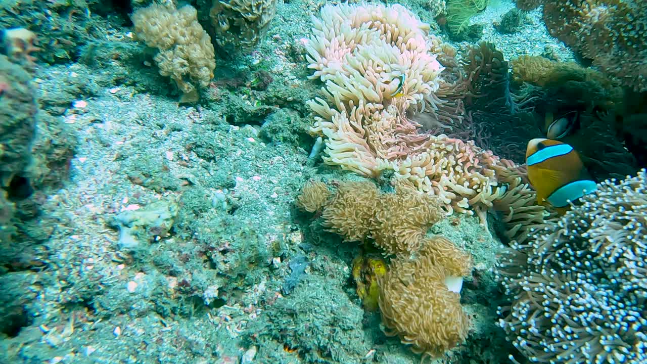 A family of colourful clown fish swimming in their tropical sea ...