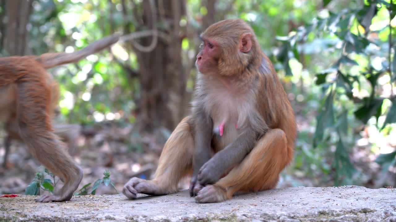 Premium stock video - Some monkeys picking the fleas and lice out of ...