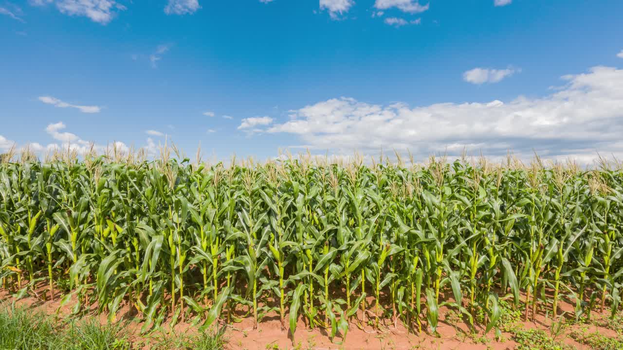 Corn field with time lapse motion with clouds under blue sky | Premium ...