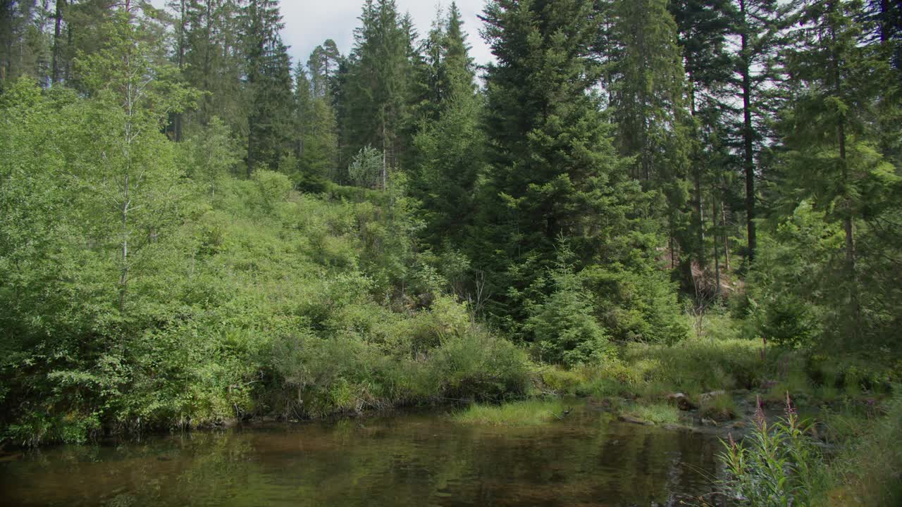 Forest stream scene Premium Stock Video Footage