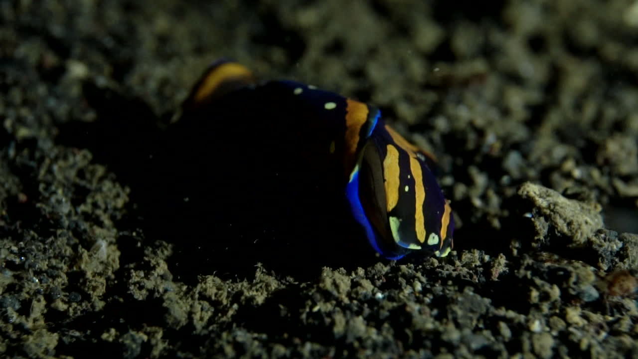 Nudibranch Sea Slug At The Bottom Of The Ocean Free Stock Video Footage ...