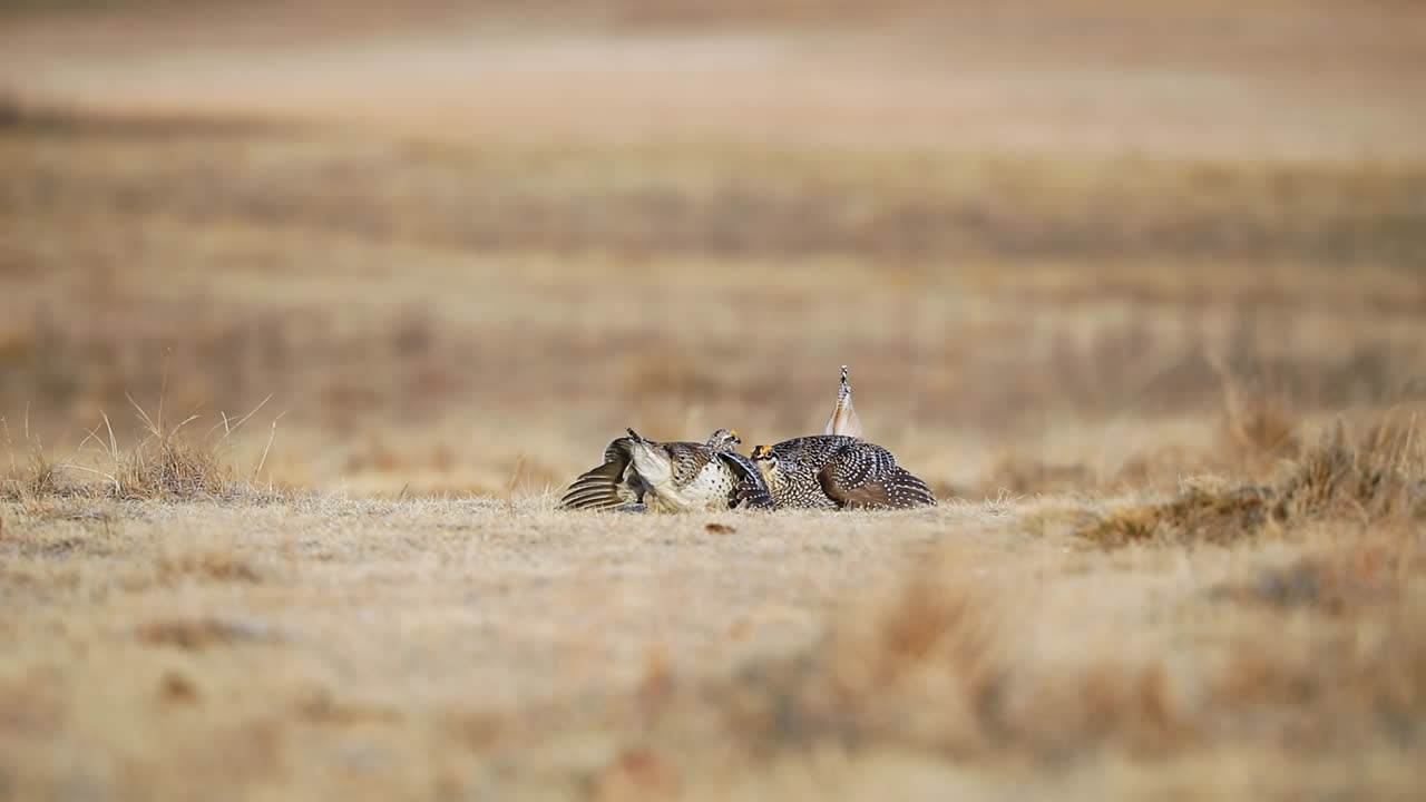 Two Sharp-tailed Grouse Dancing On The Lek Habitat In Saskatchewan ...