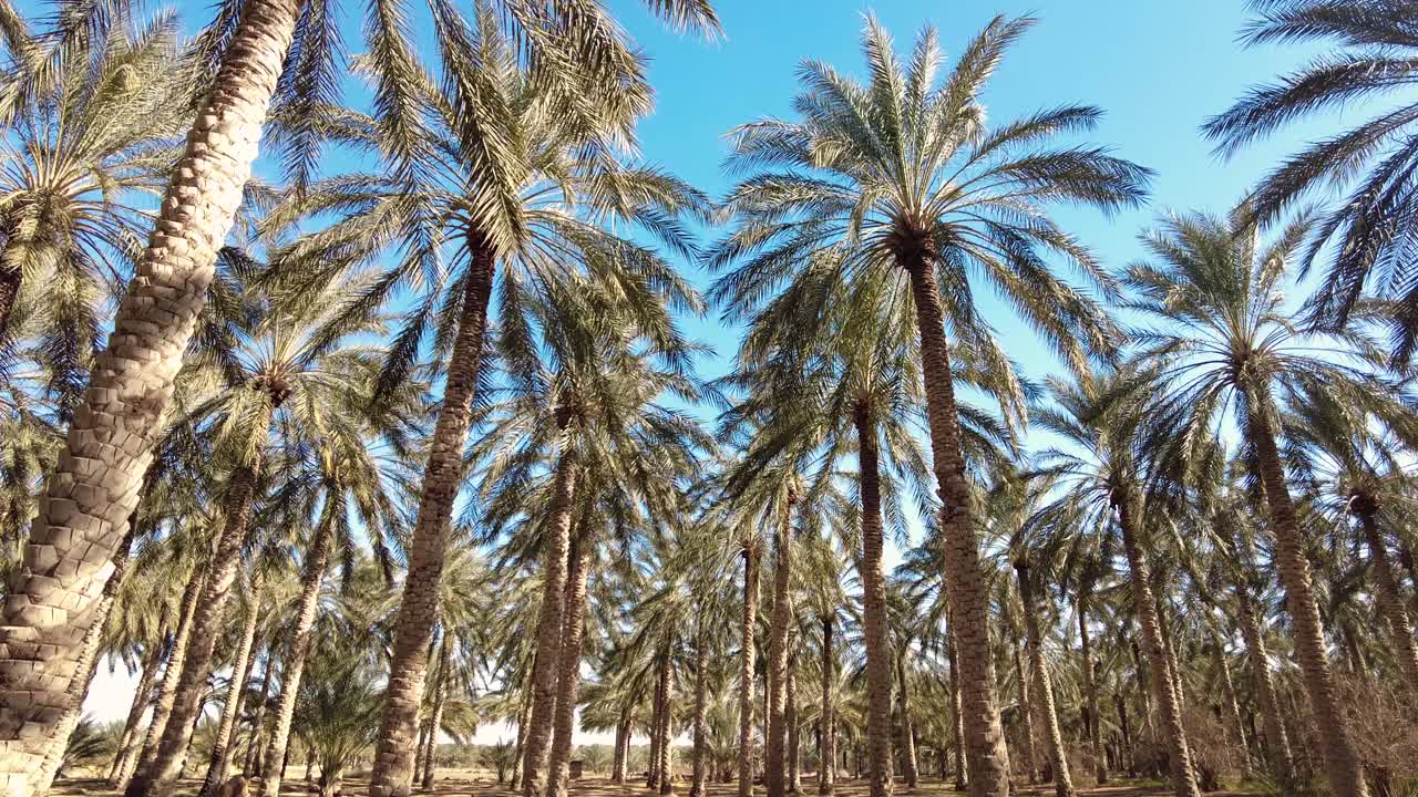 Date palm plantation deglet nour in the region of biskra algeria ...